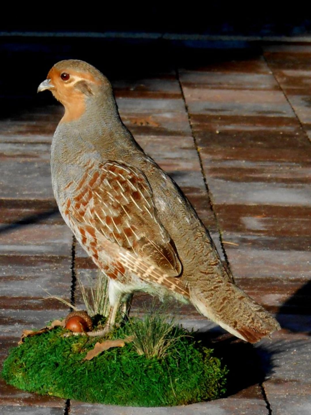 Partridge Taxidermy alectoris Graeca Stuffed Rebhuhn - Etsy
