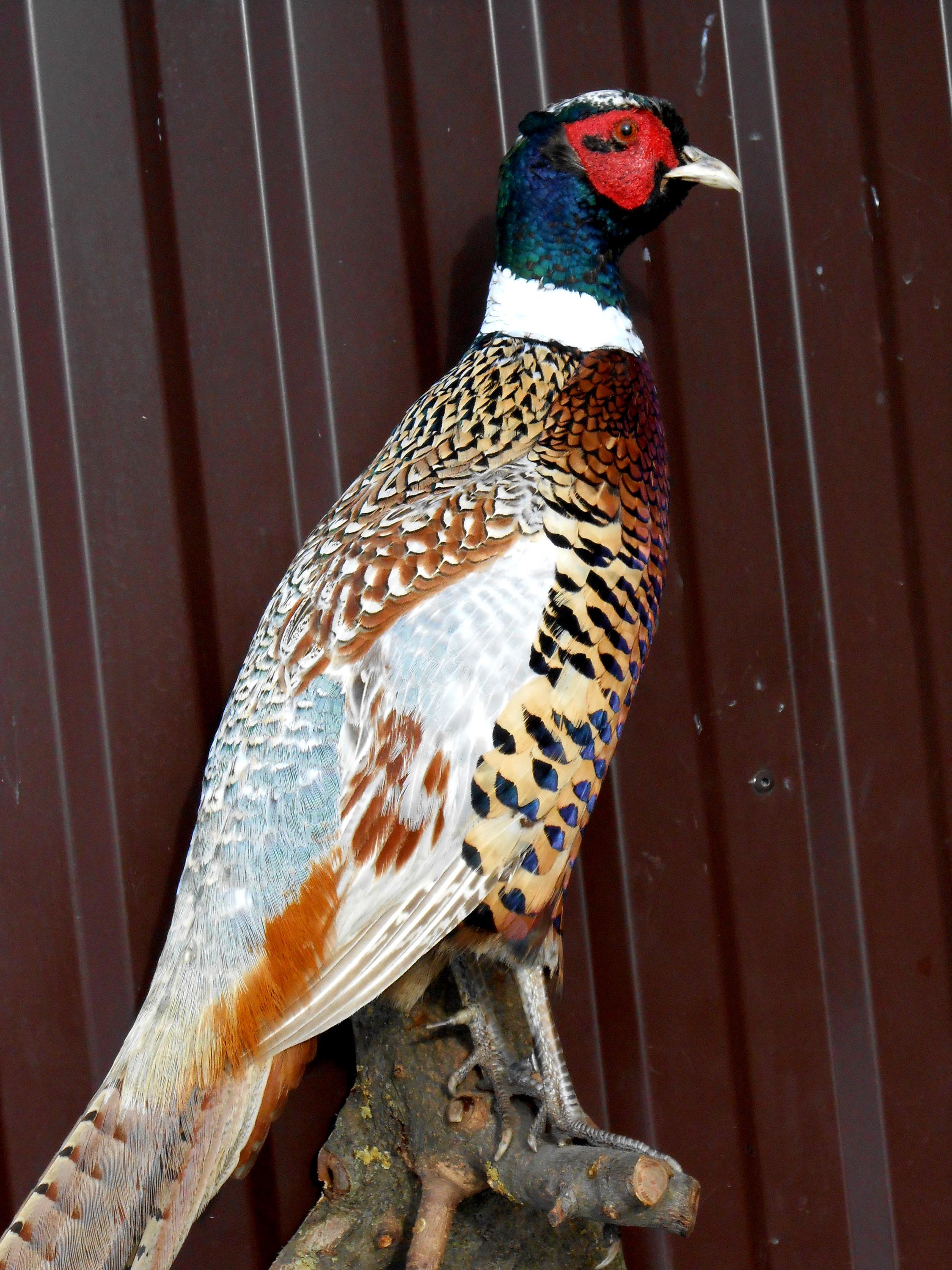 Common Ringneck Pheasant Taxidermy phasianus Colchicus Stuffed Bird ...