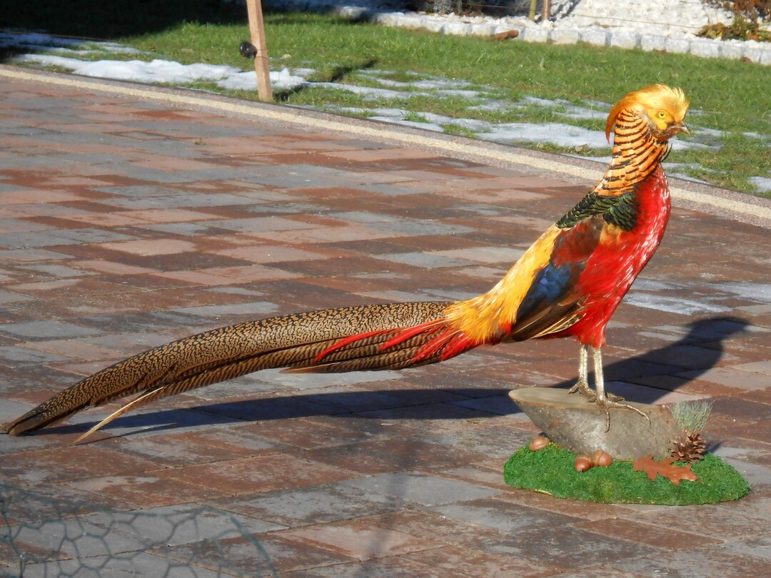 Golden Pheasant Taxidermy (chrysolophus Pictus) Stuffed Bird Fasan - Etsy