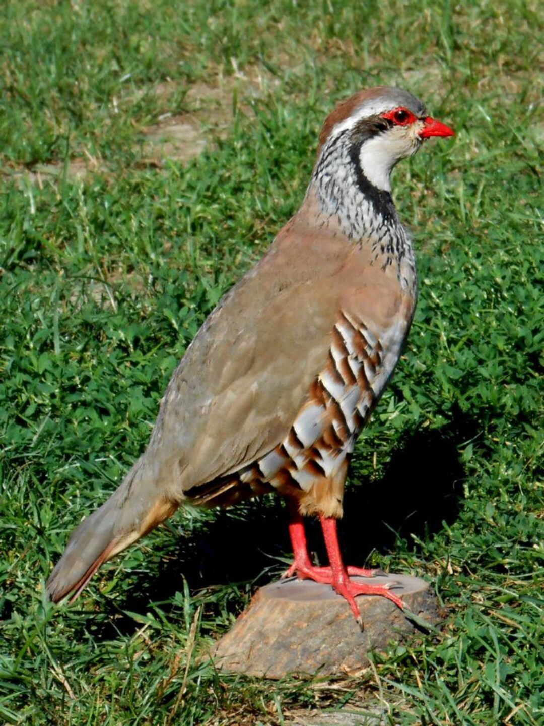 Partridge Taxidermy Stuffed Bird - Etsy