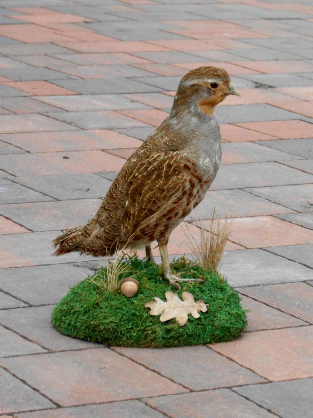 Partridge Taxidermy (alectoris Graeca) Stuffed Bird - Etsy