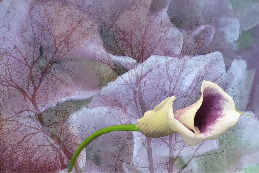 Single Lily, Photo Notecard - Etsy