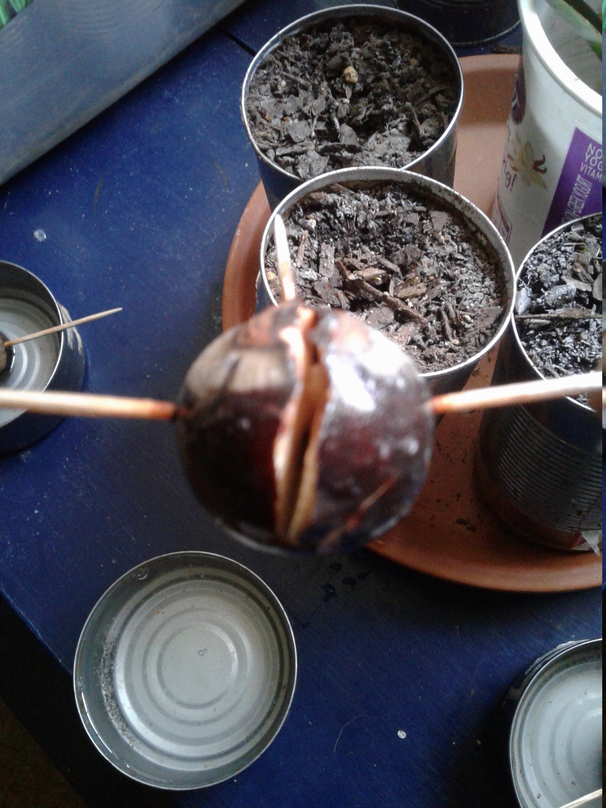 How to Grow an Avocado Tree - A Teacher's (idea Bouncing) Cafe - A ...