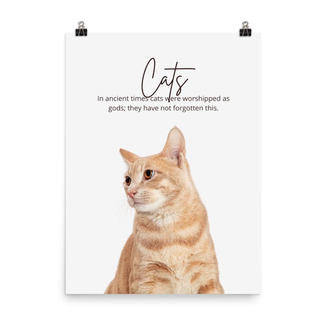 Tabby Cat Poster : Cute Cat Meme Poster - Etsy