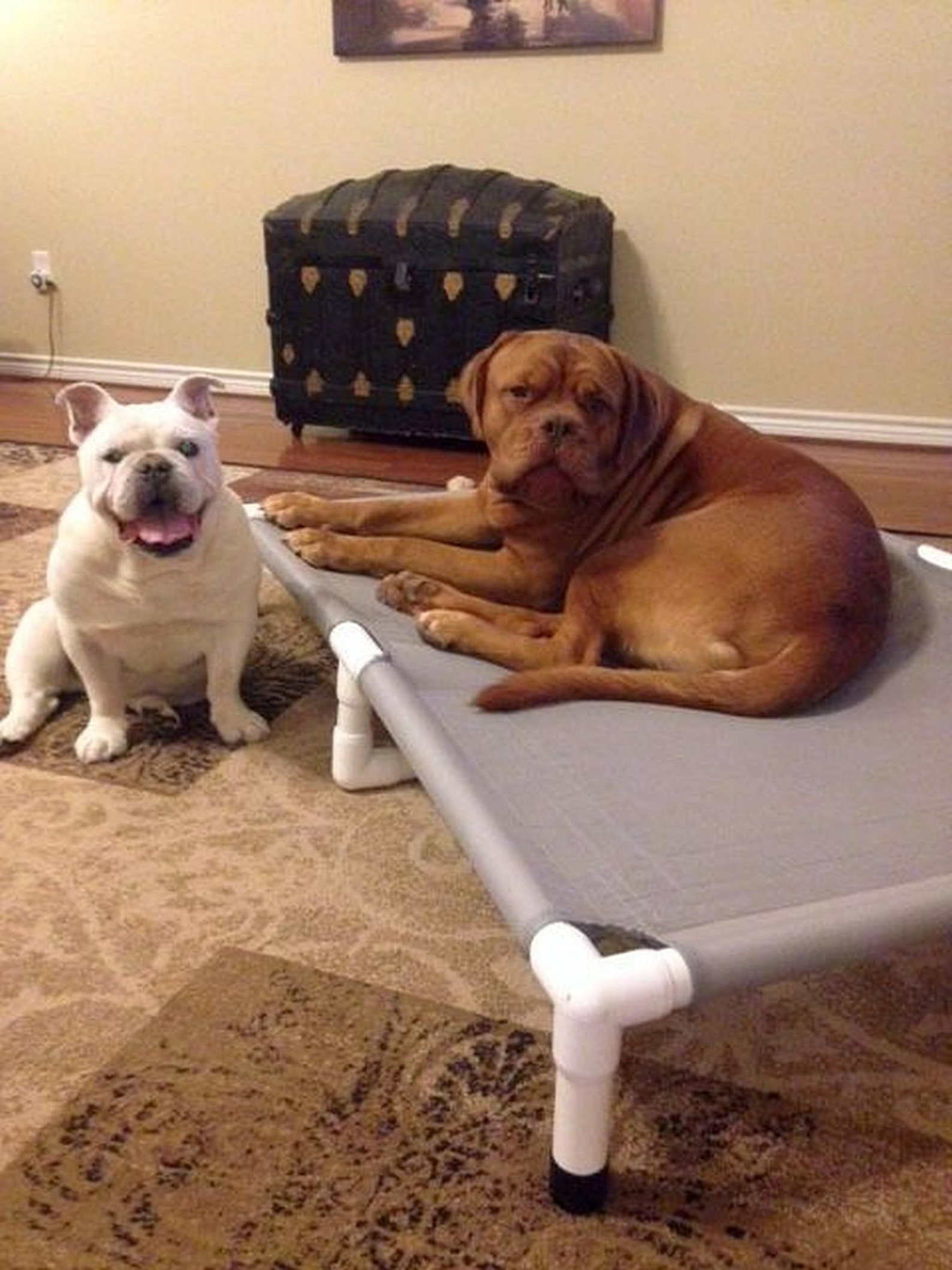 Extra Large Pvc Frame Dog Bed Cot With Middle Support, Mesh Pet Bed Cot ...
