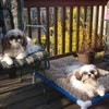 Buy Outside Dog Cot, Window Cat Beds, Custom Made Dog Cots, Dog Beds ...