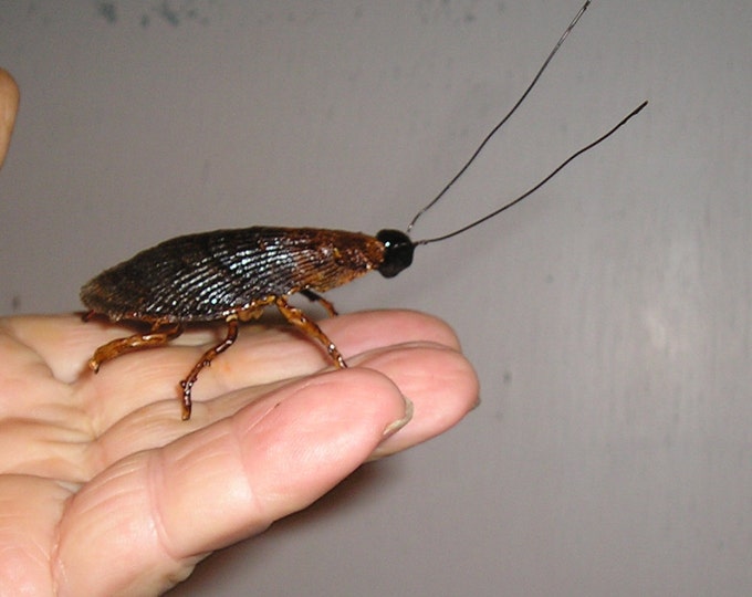 Eeep - Cockroach Pin / Tie Tack - Creepy Bug Insect - Etsy
