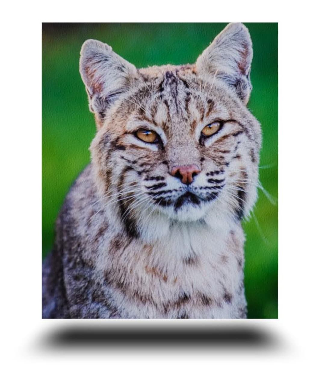Bobcat Face Photo DIGITAL PRINT, Nature/wildlife/cat Print ...