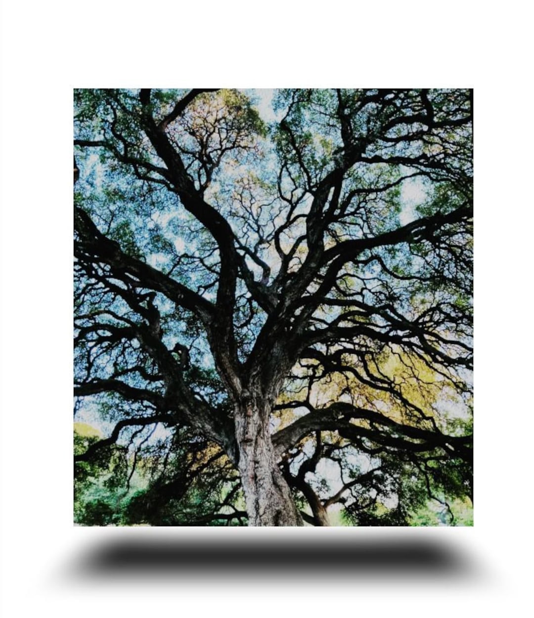 Live Oak Tree Photo DIGITAL PRINT, Downloadable Photo Print, Nature ...