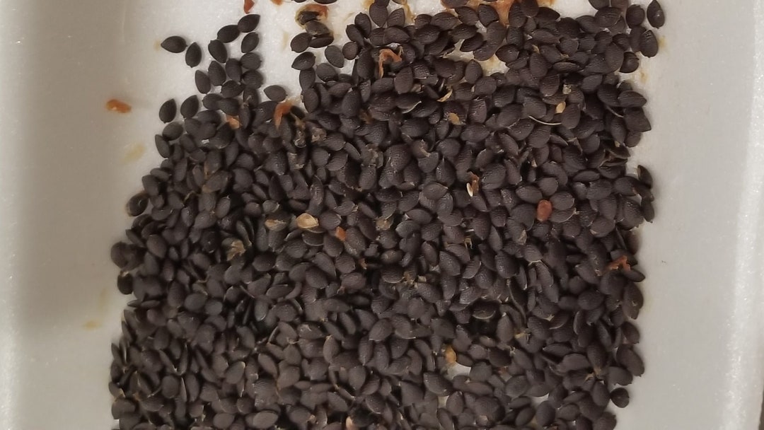30 Seeds.fresh,organic,handpicked Purple or Yellow Passion Seeds.free ...