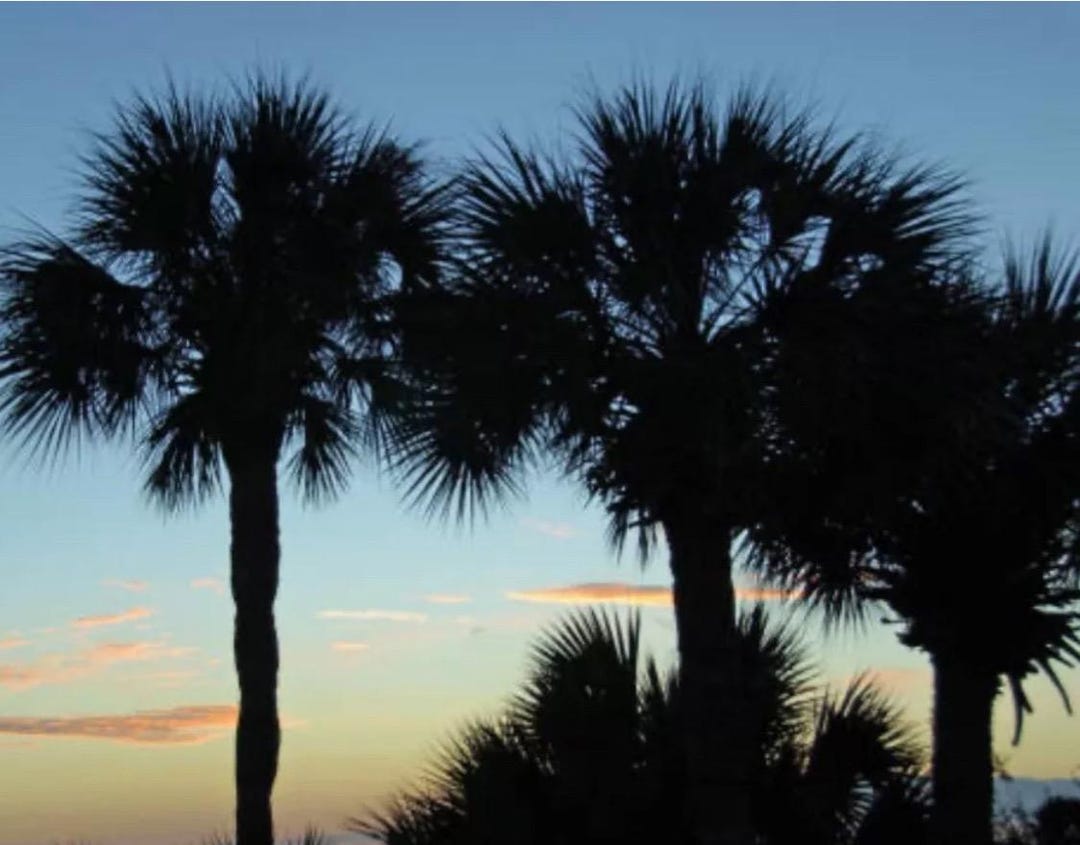 Hardy Windmill Palm Seeds From USA Trachycarpus Fortunei 100 + SEEDS - Etsy