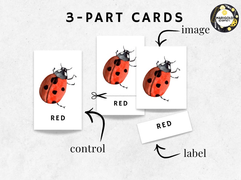Color Flash Cards for Kids, Printable PDF, Educational Learning Tool ...