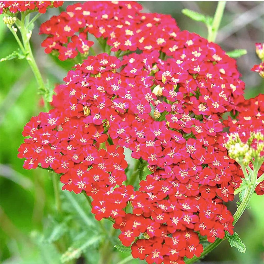 Red Yarrow Seeds Perennial Wildflower for Garden Planting - Etsy