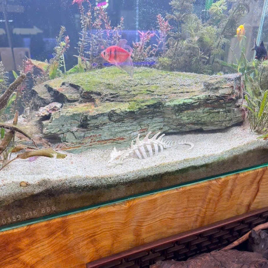 Aquarium Decor Ideas | Natural Stone & Driftwood for Fish Tanks - Etsy