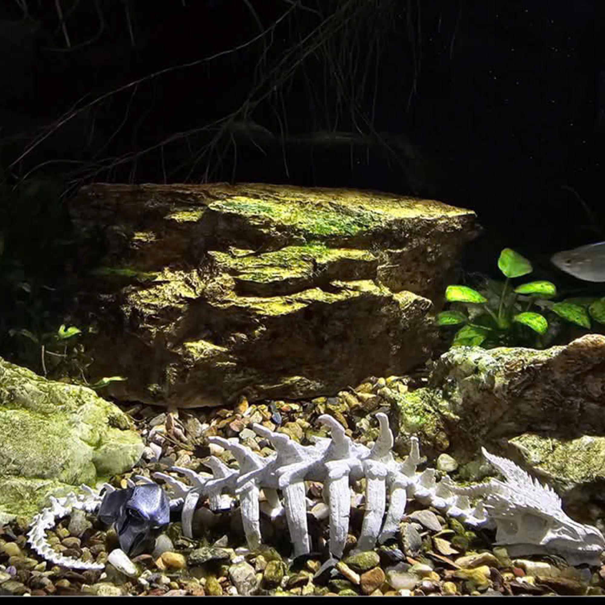 Aquarium Decor Ideas | Natural Stone & Driftwood for Fish Tanks - Etsy