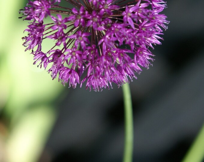 Handmade Photo Greeting Card Purple Ball Flower Allium Christophii, 4 X ...