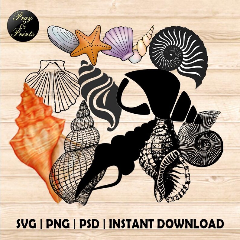 Seashell Sea Beach Ocean Clam Shell Illustration, Digital Print ...