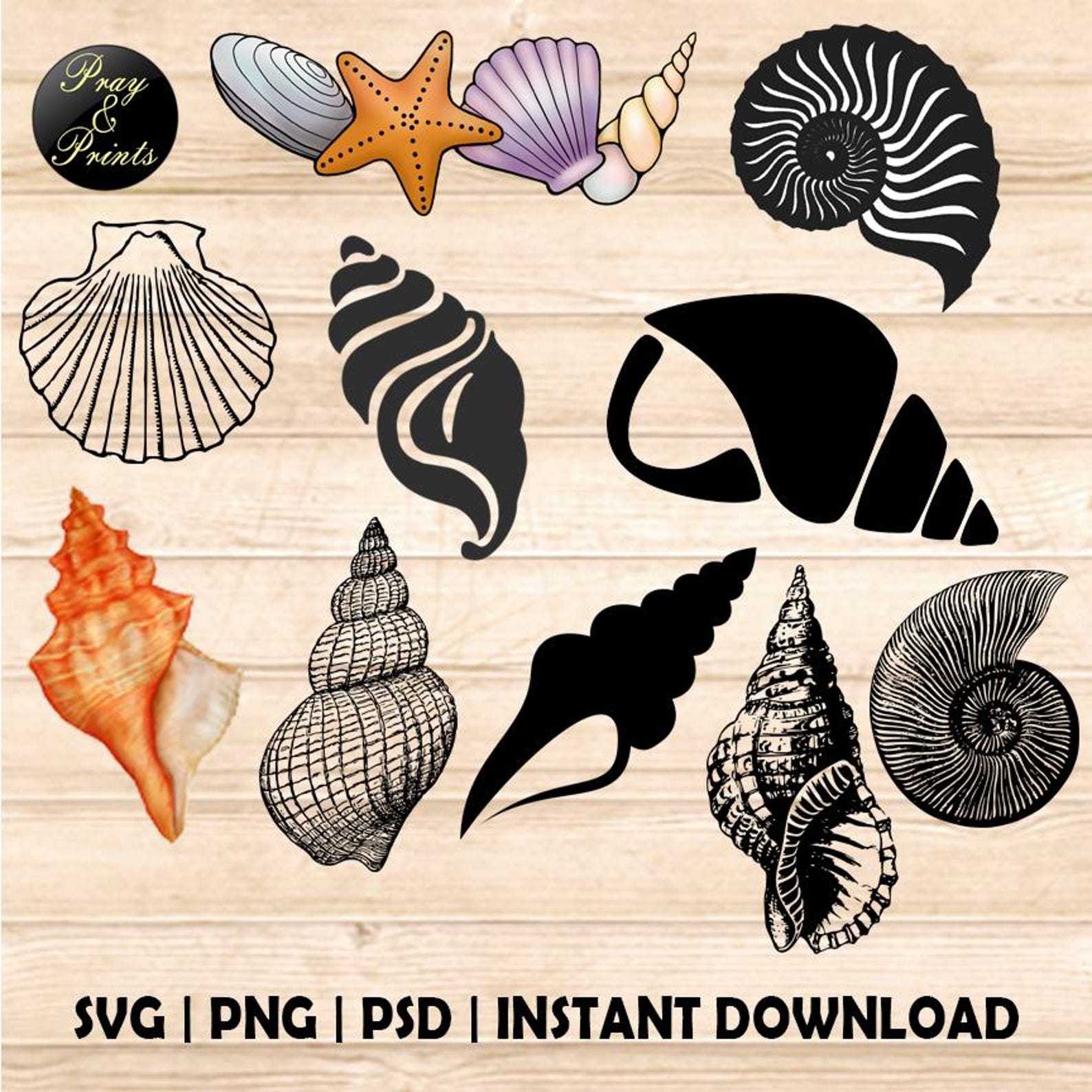 Seashell Sea Beach Ocean Clam Shell Illustration, Digital Print ...