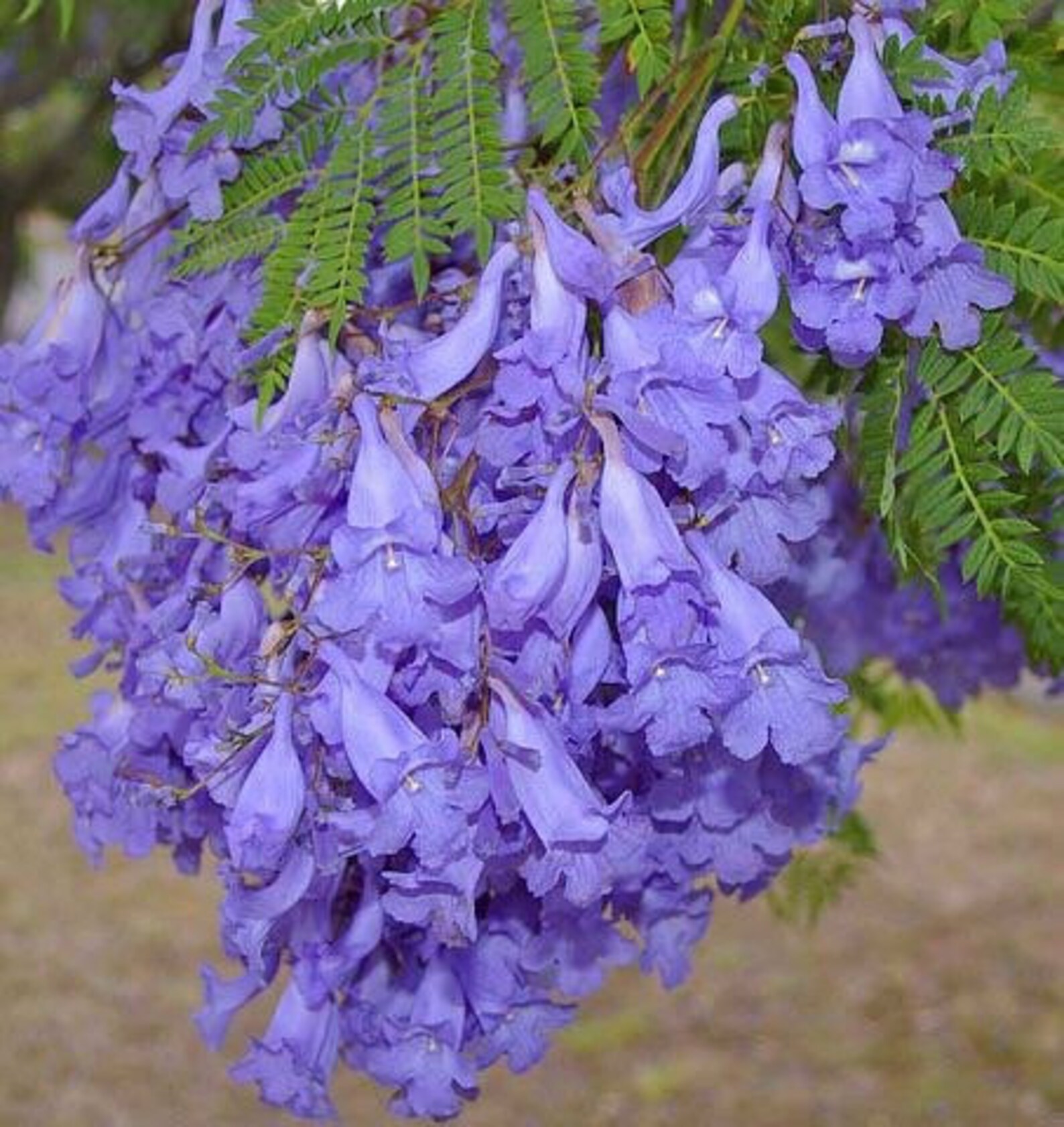 Miniature Jacaranda Gem Tree - Etsy