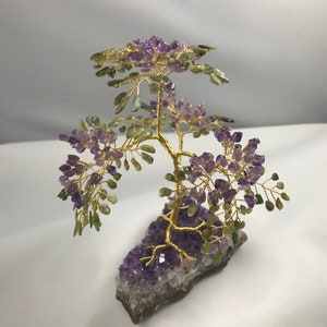 Miniature Jacaranda Gem Tree - Etsy