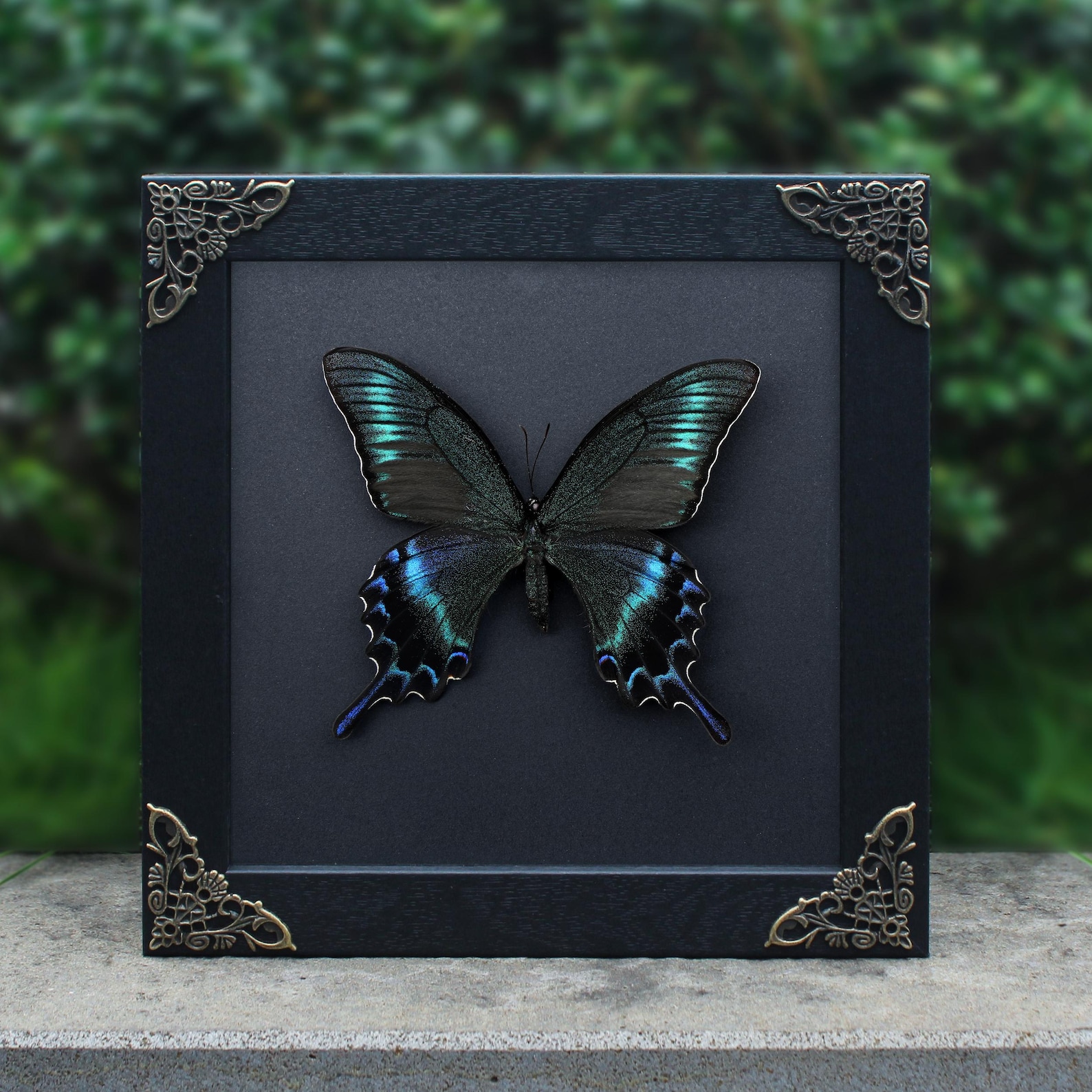 Papilio Maacki, Summer Form Blue Green Black Swallowtail Butterfly ...
