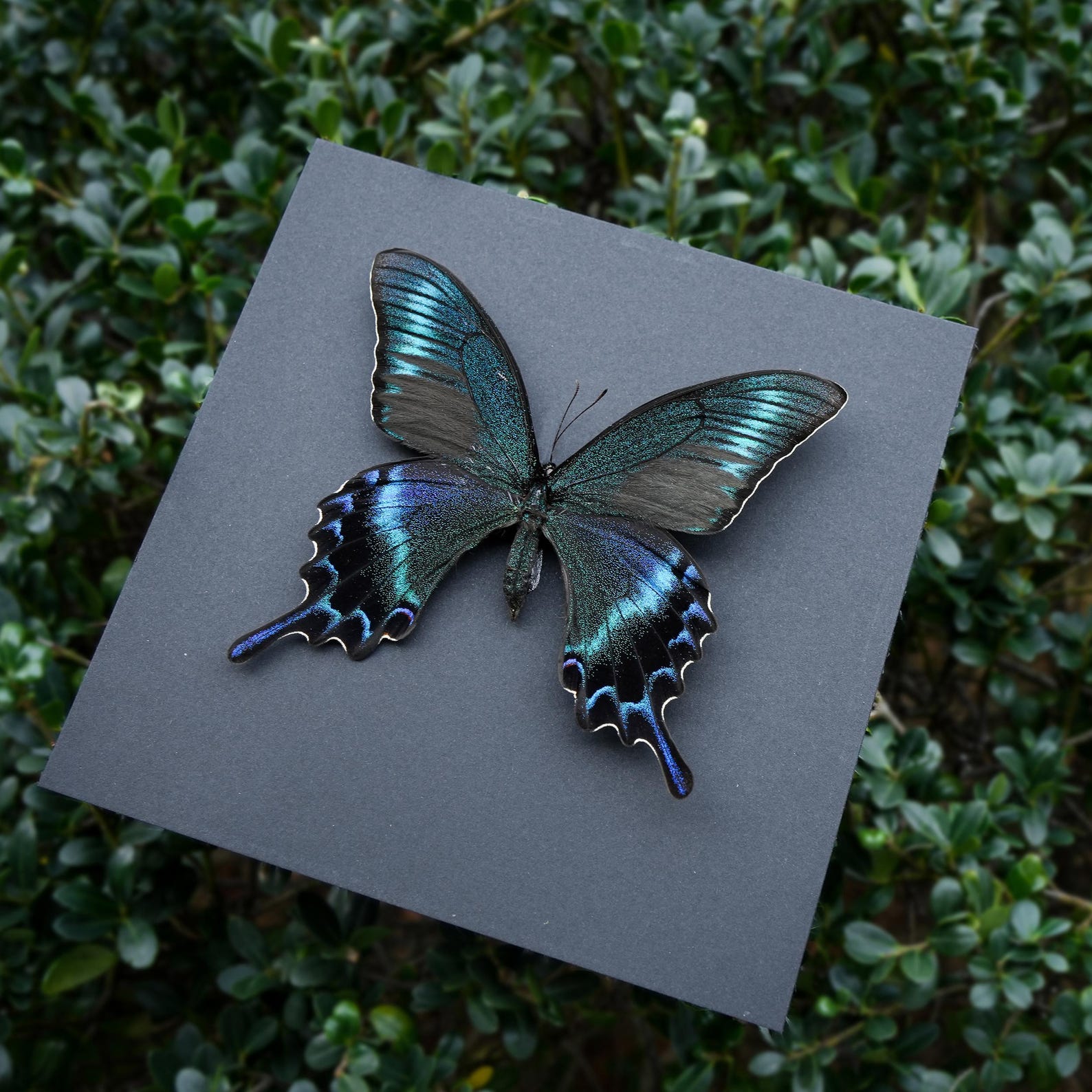 Papilio Maacki, Summer Form Blue Green Black Swallowtail Butterfly ...