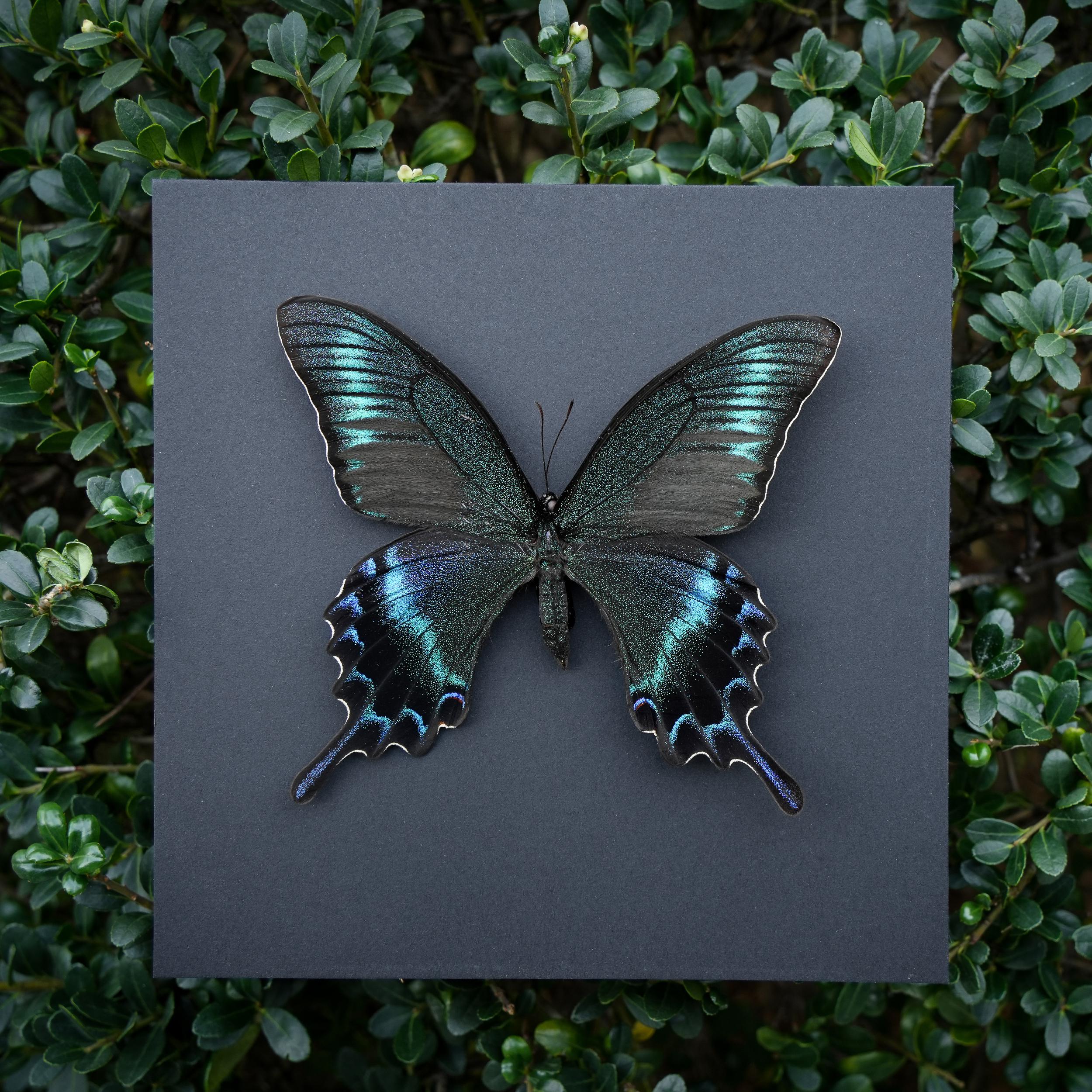 Papilio Maacki, Summer Form Blue Green Black Swallowtail Butterfly ...