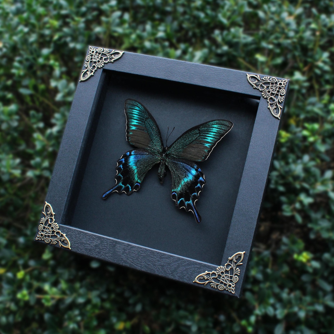 Papilio Maacki, Summer Form Blue Green Black Swallowtail Butterfly ...