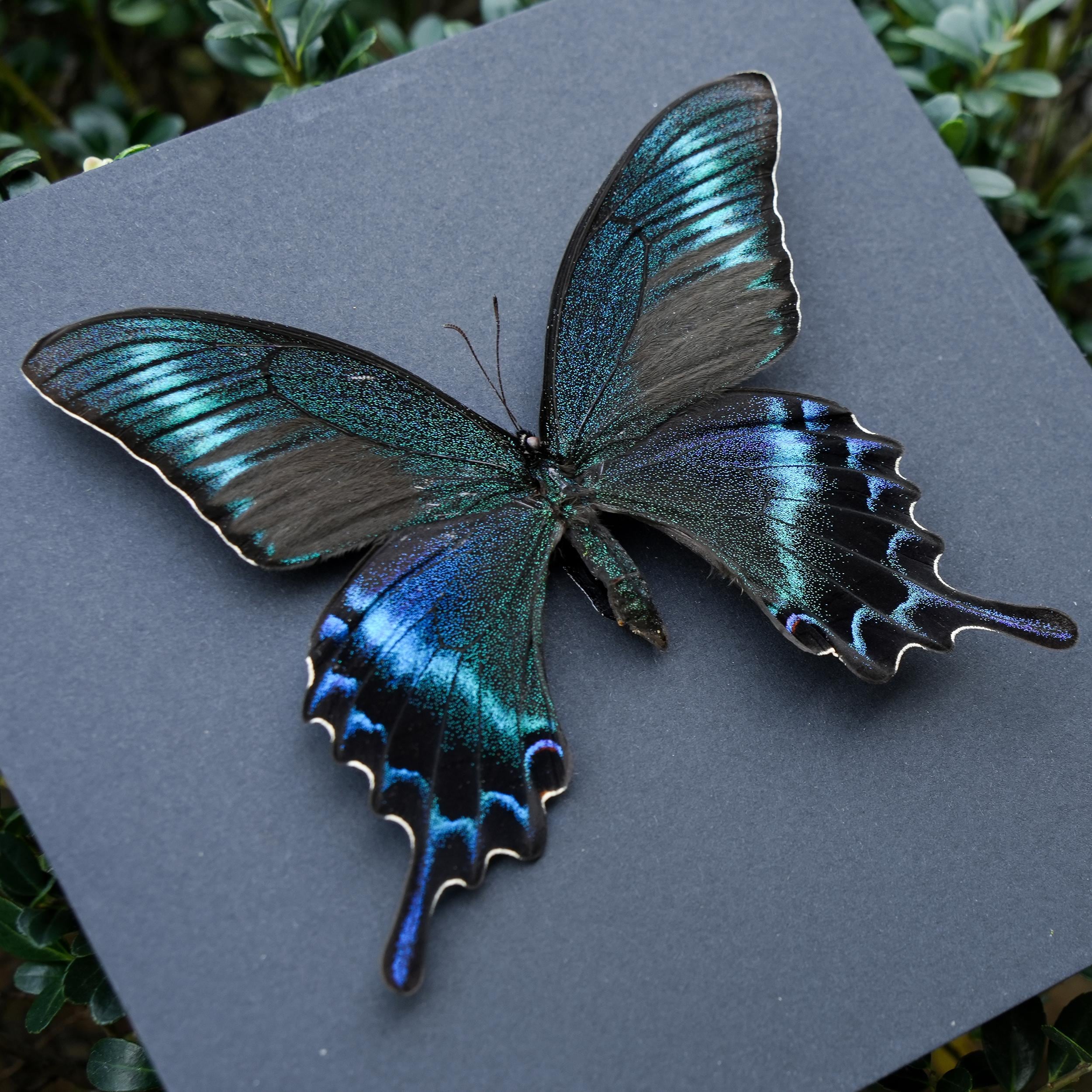 Papilio Maacki, Summer Form Blue Green Black Swallowtail Butterfly ...