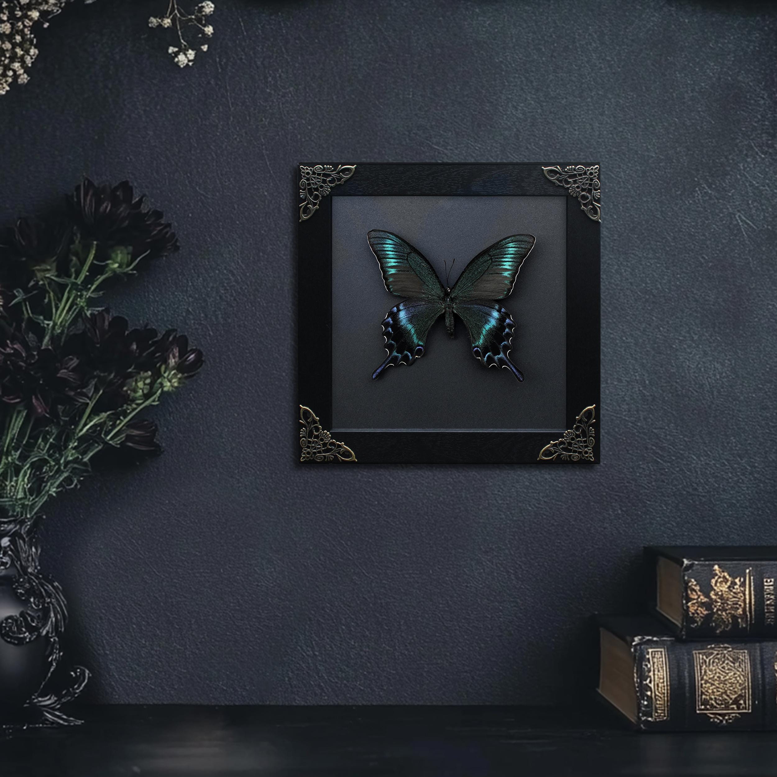Papilio Maacki, Summer Form Blue Green Black Swallowtail Butterfly ...