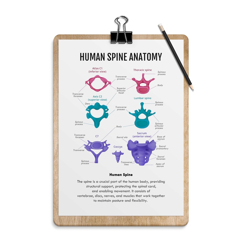 Human Spine Anatomy, Human Spine Vertebrae, Spinal Cord, Spinal Column ...