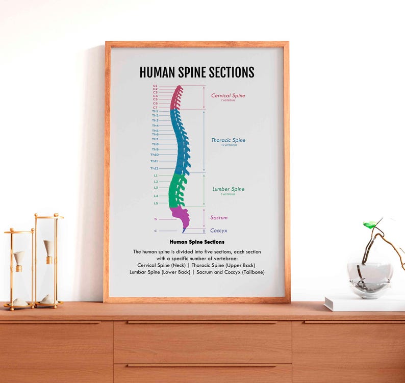 Human Spine Anatomy Art Poster: Vertebral Column Sections (digital ...