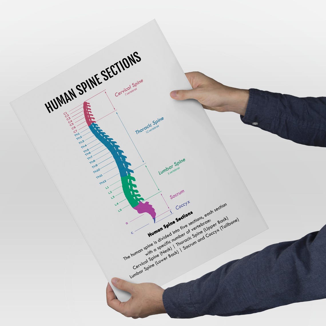 Human Spine Anatomy Art Poster: Vertebral Column Sections (digital ...