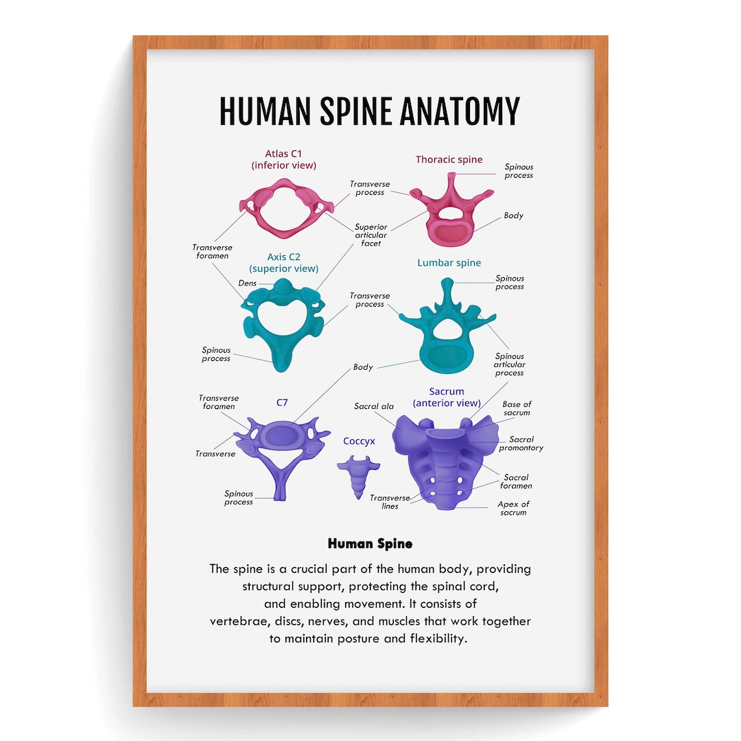 Human Spine Anatomy, Human Spine Vertebrae, Spinal Cord, Spinal Column, Vertebral Column Art ...