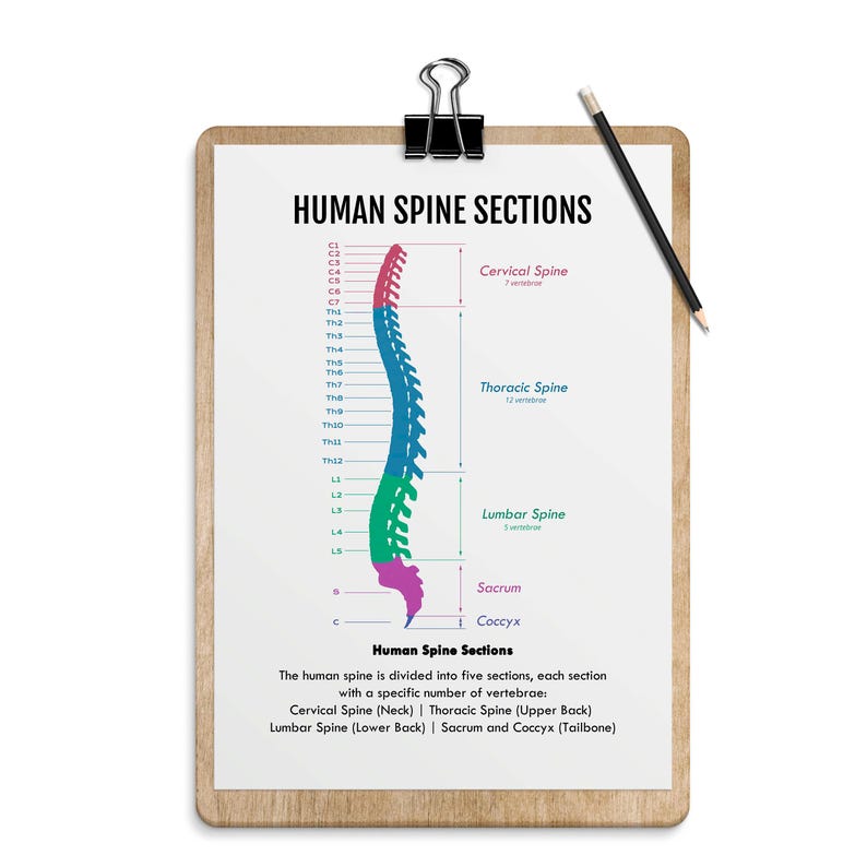 Human Spine Anatomy Art Poster: Vertebral Column Sections (digital ...