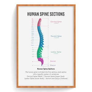 Human Spine Anatomy Art Poster: Vertebral Column Sections (digital ...
