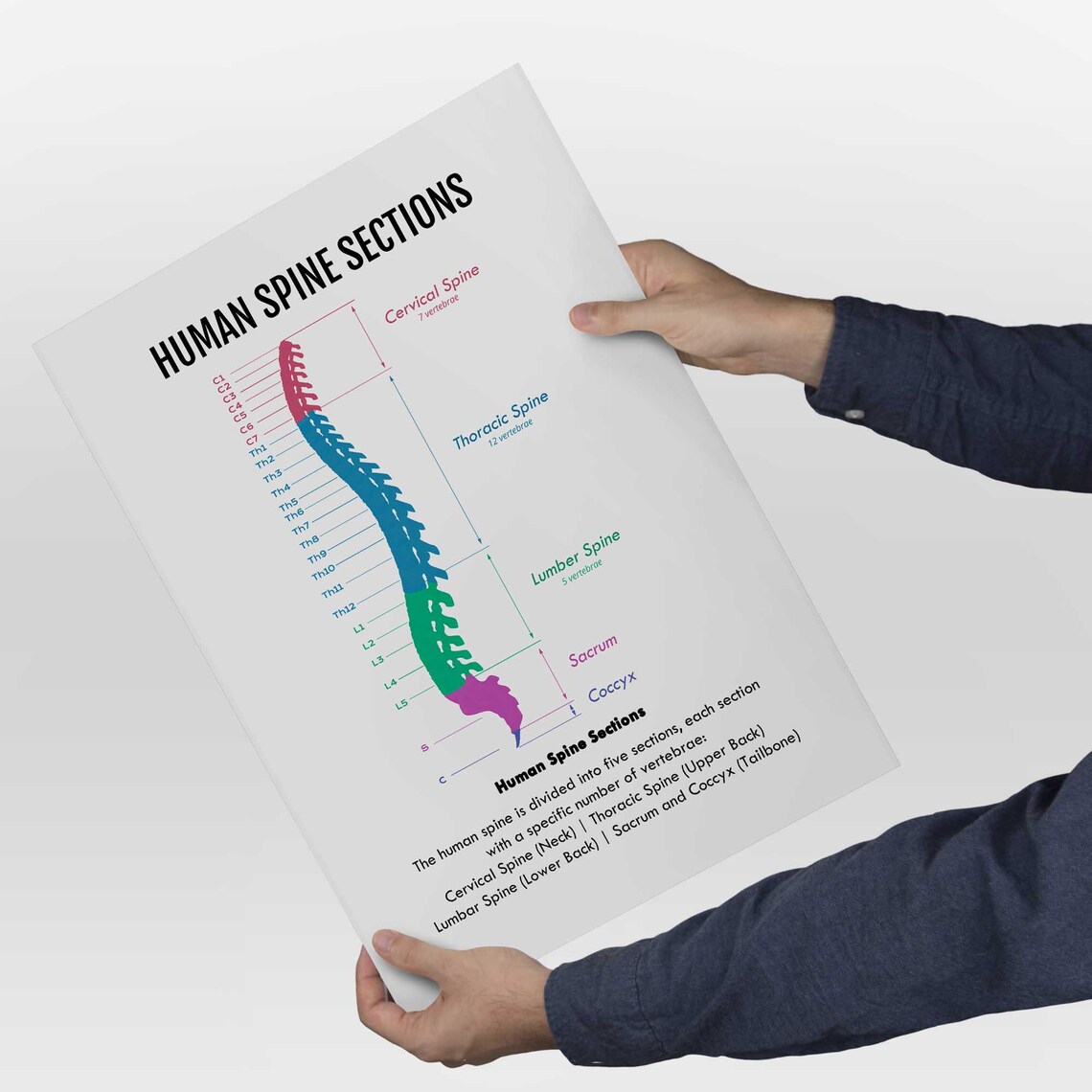Human Spine Sections, Human Spine, Spine Anatomy, Spinal Column ...