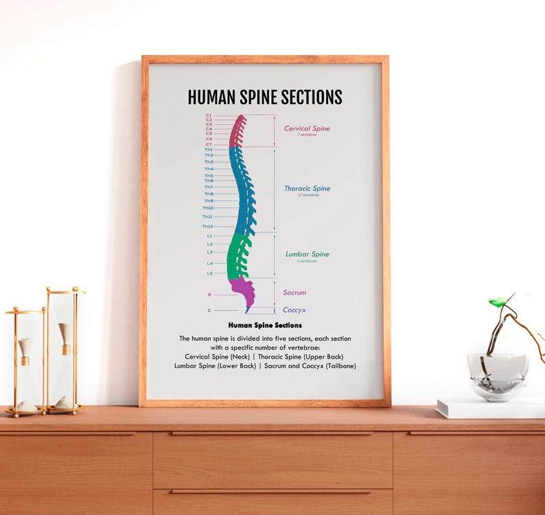 Human Spine Anatomy Art Poster: Vertebral Column Sections (digital ...