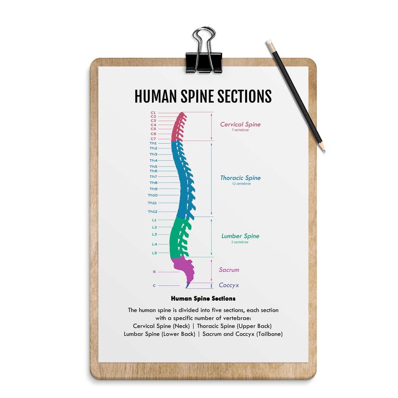 Human Spine Anatomy Art Poster: Vertebral Column Sections (digital ...