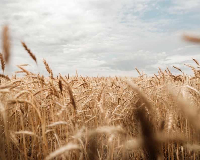 Kansas Wheat Field Landscape Wall Art Photograph - Etsy