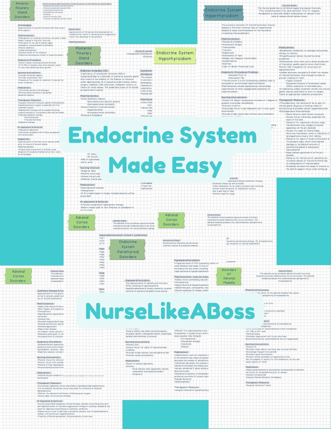 Endocrine System Digital Nursing Student Notes - Etsy