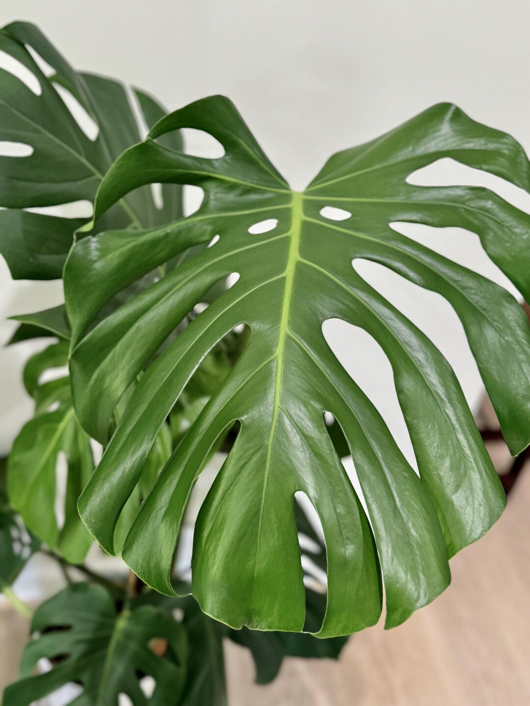 Gorgeous Monstera Deliciosa Live Plant Swiss Cheese Plant Split Leaf ...