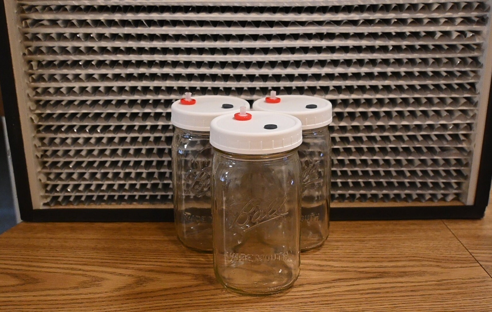 3x Mushroom Spawn Jars With Modified Lid - Etsy