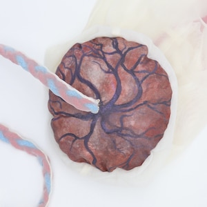 Newborn Baby Doll - Placenta Model Set for Childbirth Education - Tools ...