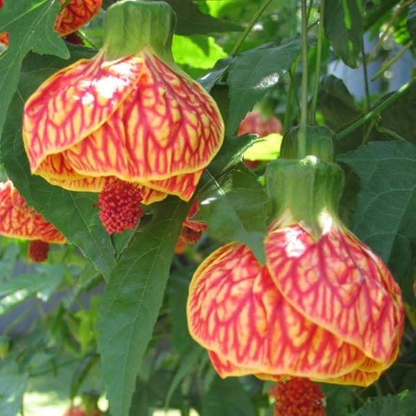 Abutilon - Etsy