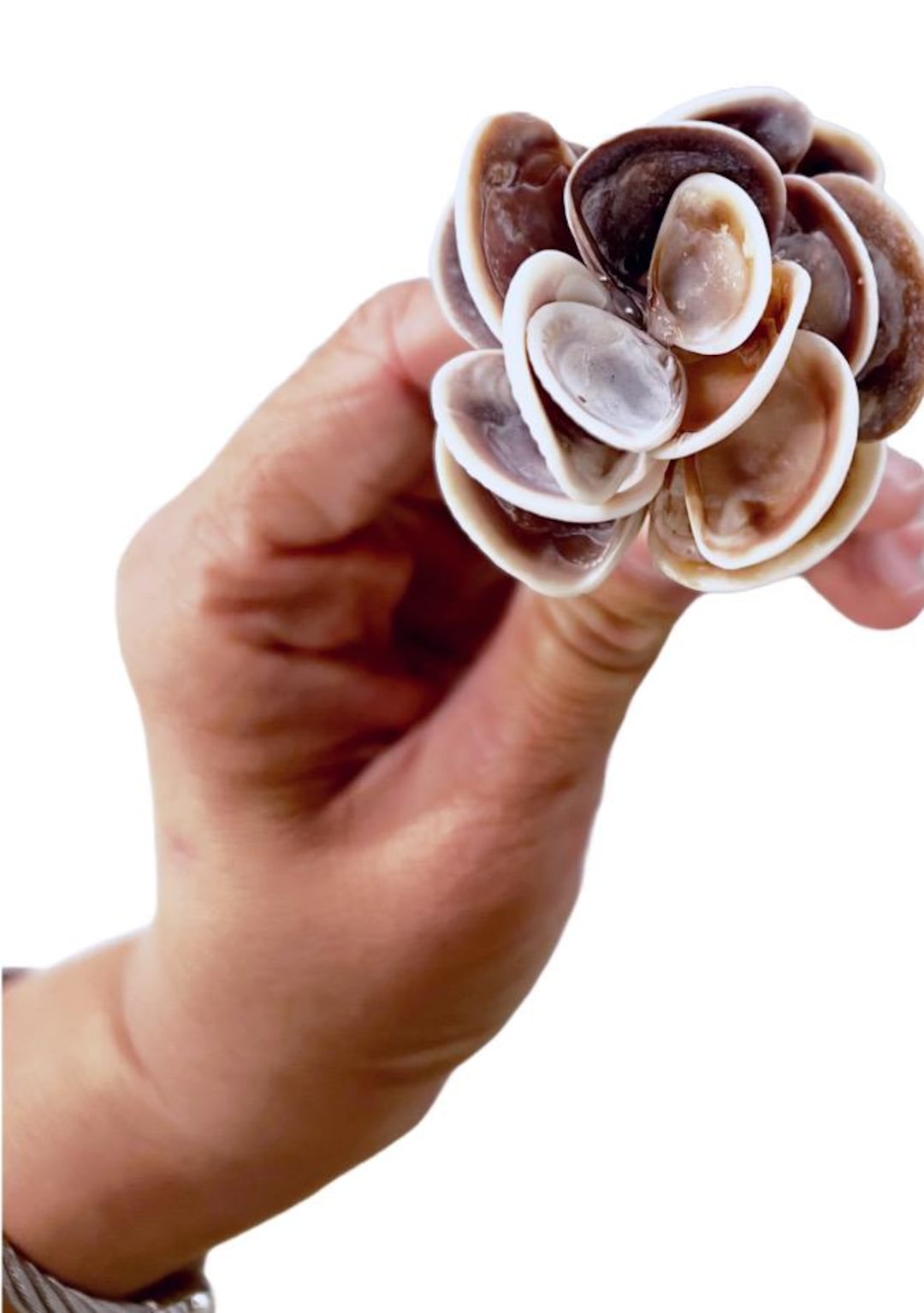 Handmade Wine Bottle Stopper – Coastal Shell Flower Design With ...