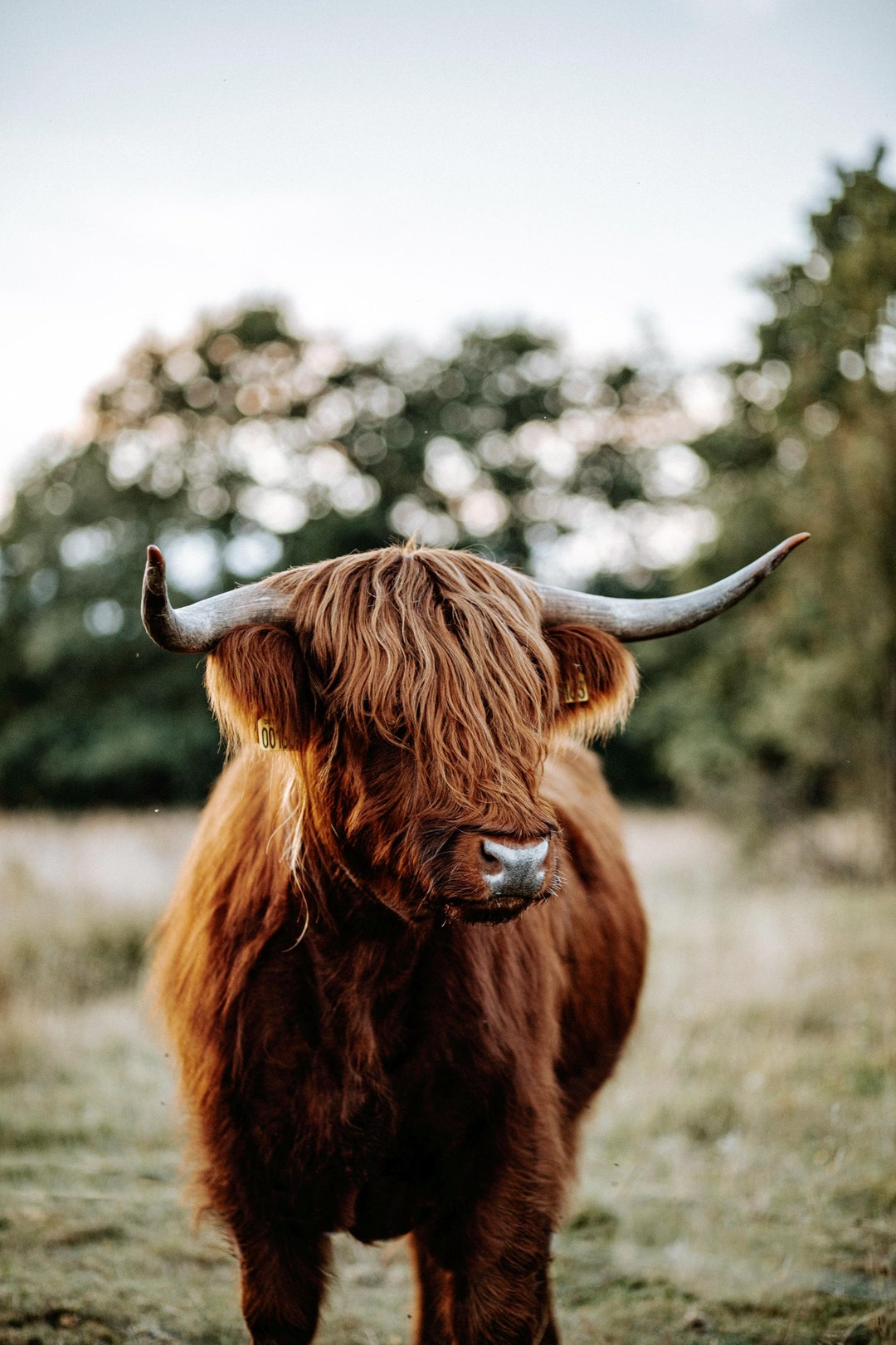 Highlander Cow, Big Poster, Digital File, Fluffy Cow, Danish Highlander ...