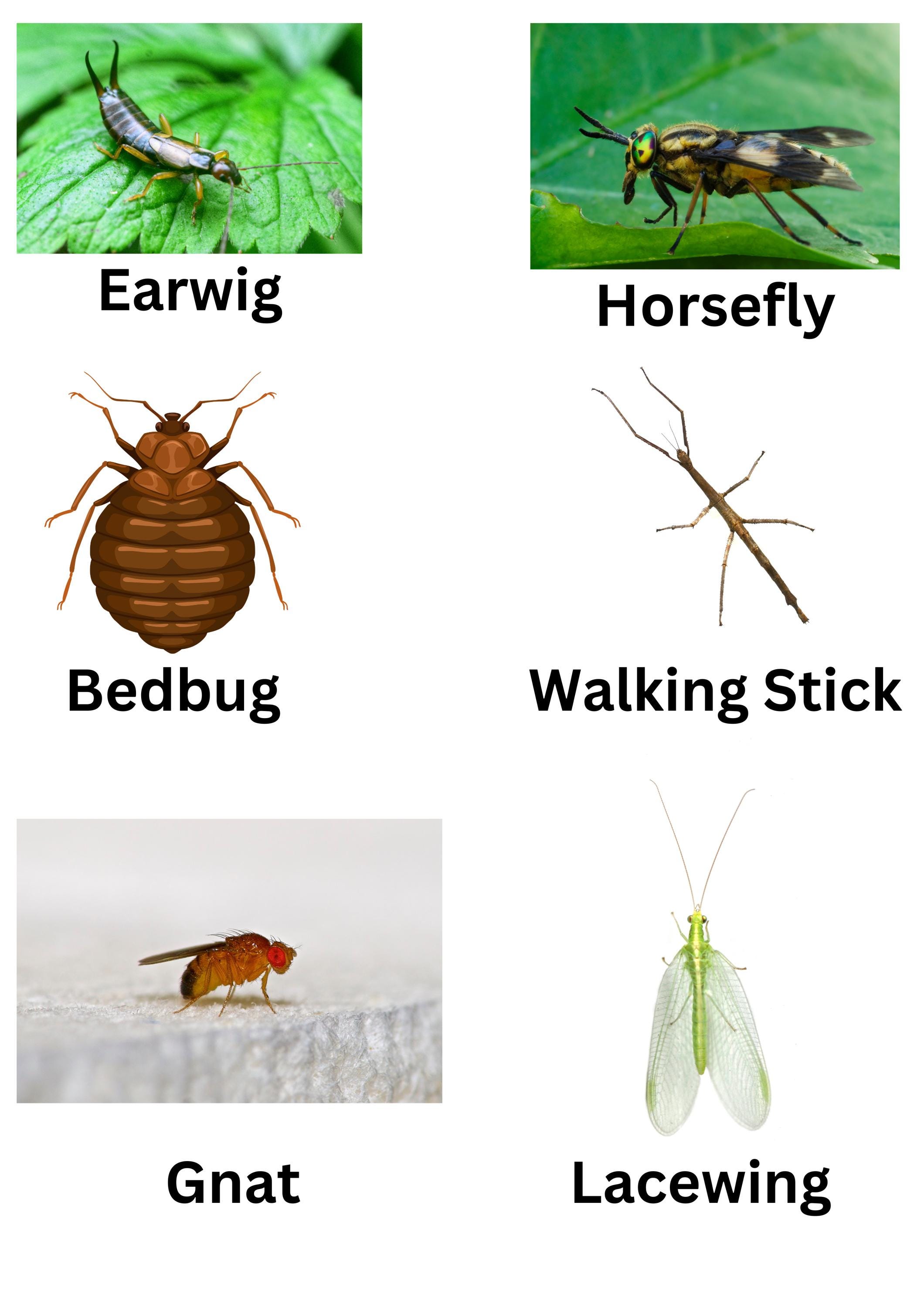 Clipart, Insect Variants, Educational - Etsy