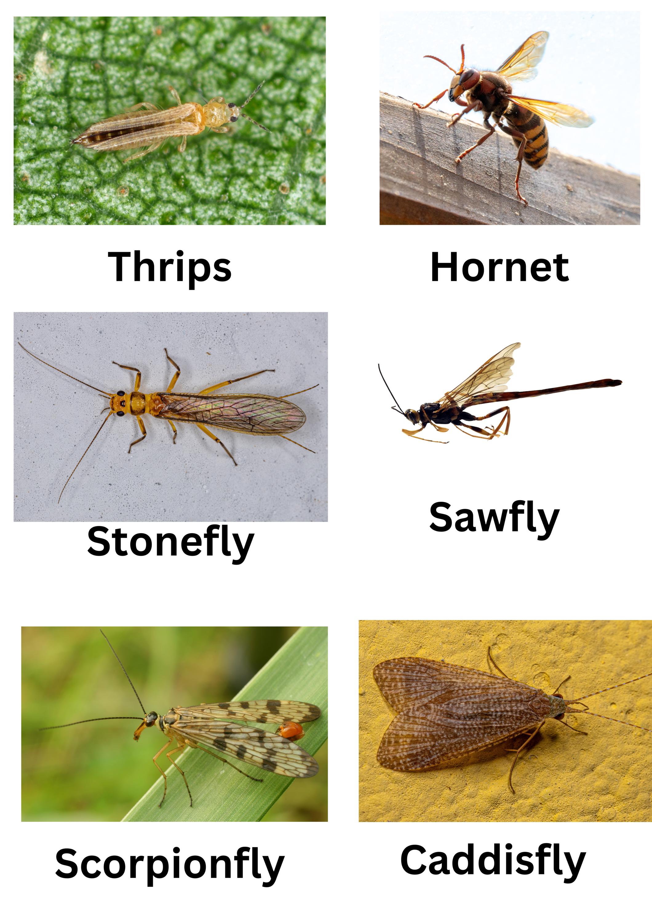 Clipart, Insect Variants, Educational - Etsy