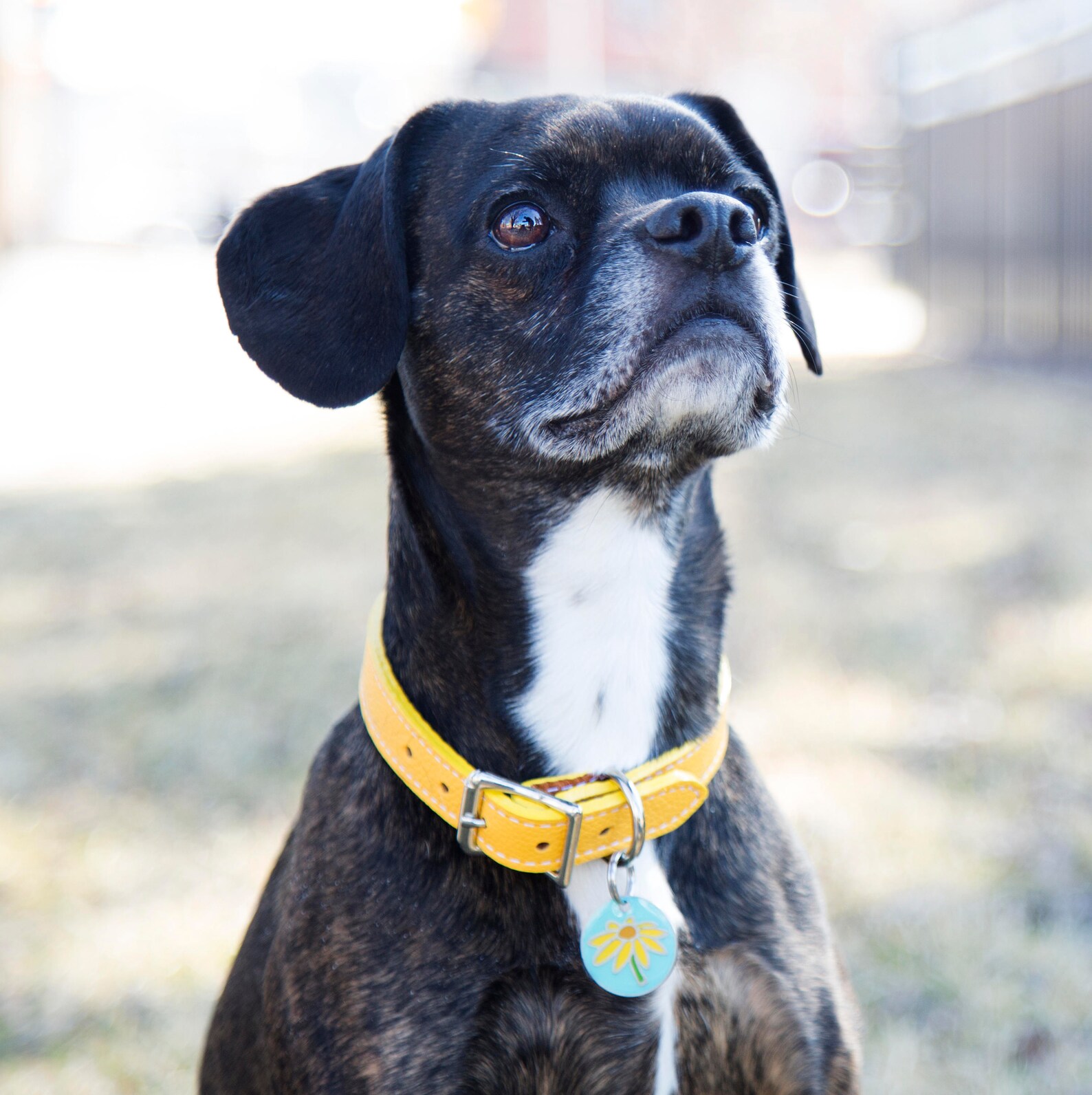 Colorful Designer Dog Tags by Andrew 11 Designs 2 Sizes | Etsy